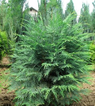 Кипарисовик Лавсона Wisselii┃Саженцы кипарисовика купить